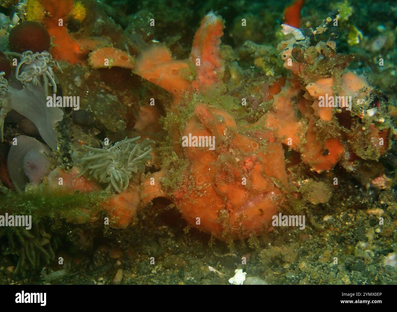 Frogfish, Deep Sea Exploration 2025. Frogfishes are any member of the ...