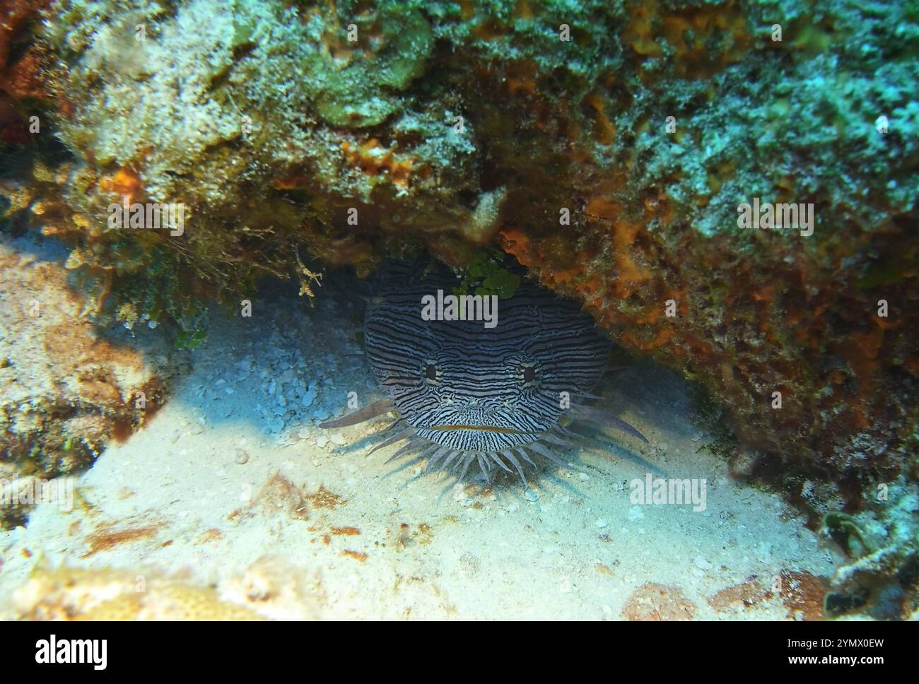 Frogfish, Deep Sea Exploration 2025. Frogfishes are any member of the ...