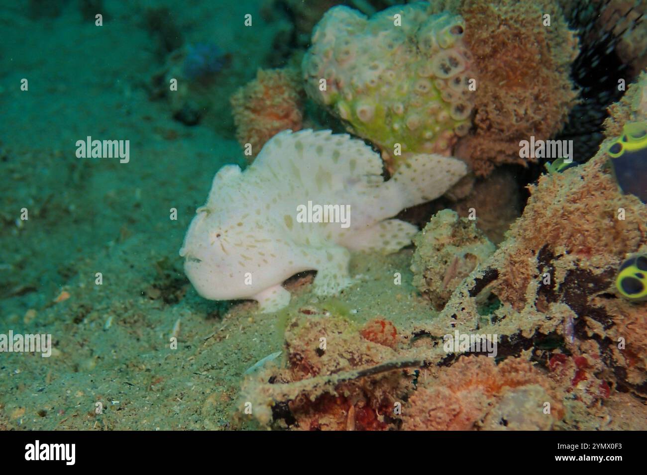 Frogfish, Deep Sea Exploration 2025. Frogfishes are any member of the ...
