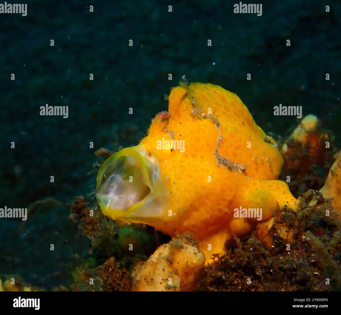 Frogfish, Deep Sea Exploration 2025. Frogfishes are any member of the ...