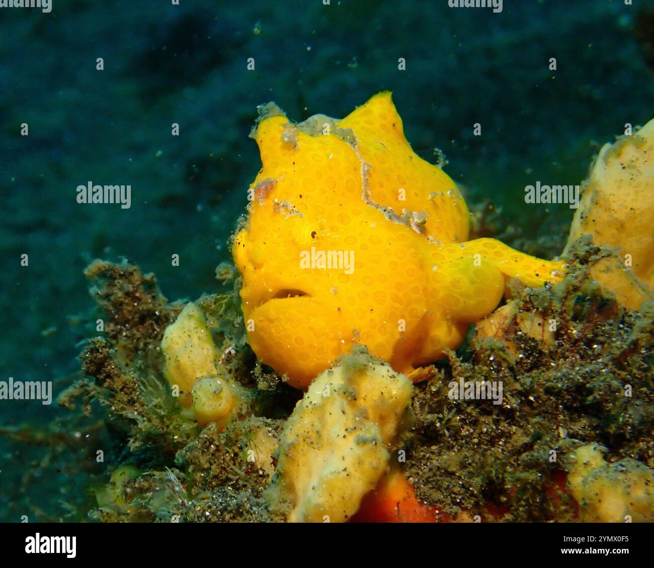 Frogfish, Deep Sea Exploration 2025. Frogfishes are any member of the ...