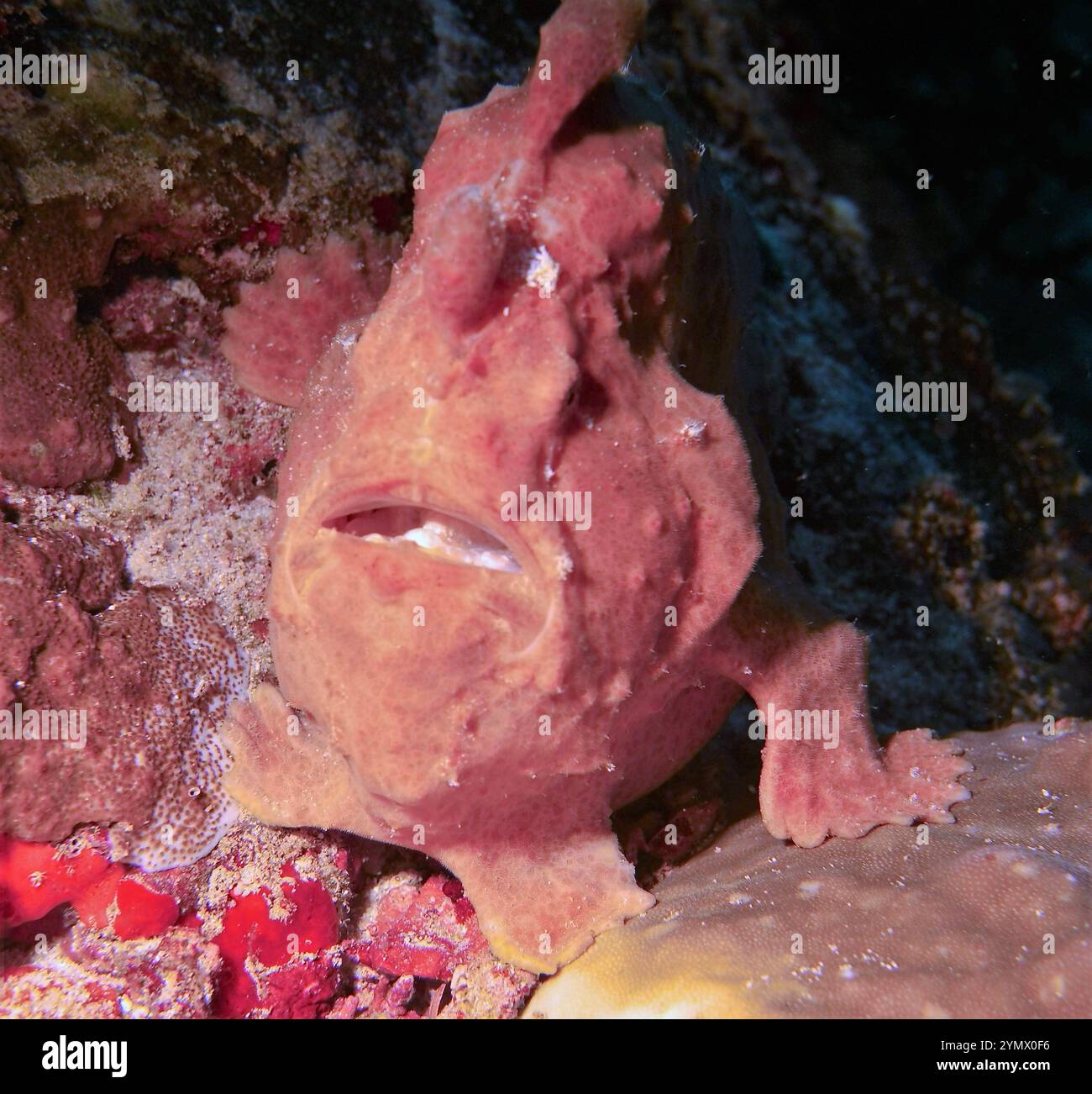 Frogfish, Deep Sea Exploration 2025. Frogfishes are any member of the ...