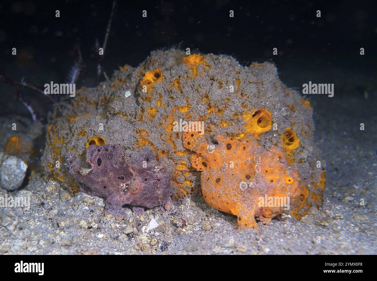 Frogfish, Deep Sea Exploration 2025. Frogfishes are any member of the ...