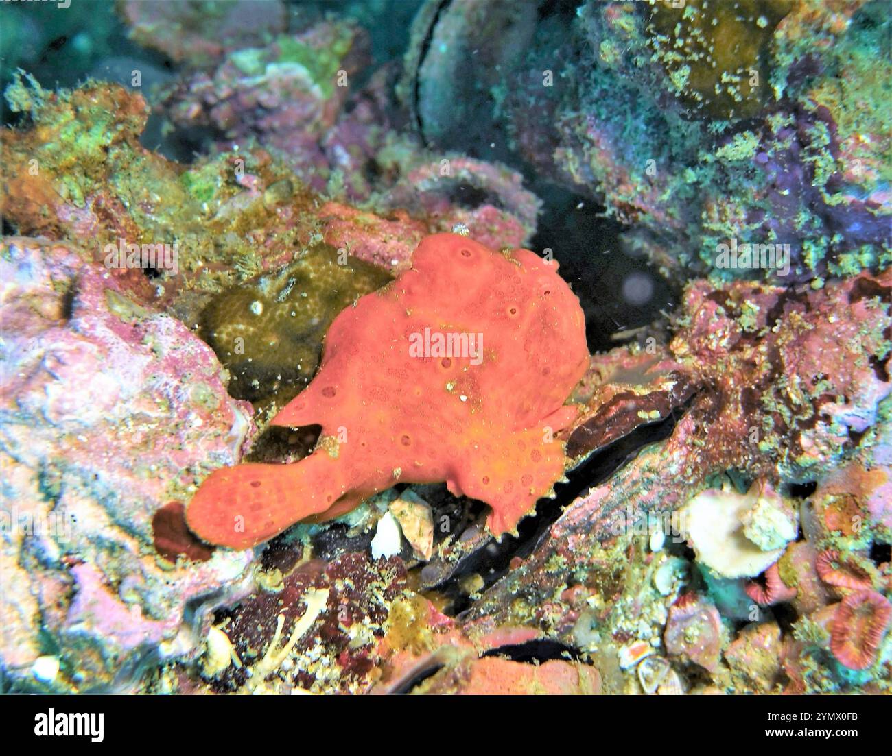 Frogfish, Deep Sea Exploration 2025. Frogfishes are any member of the ...