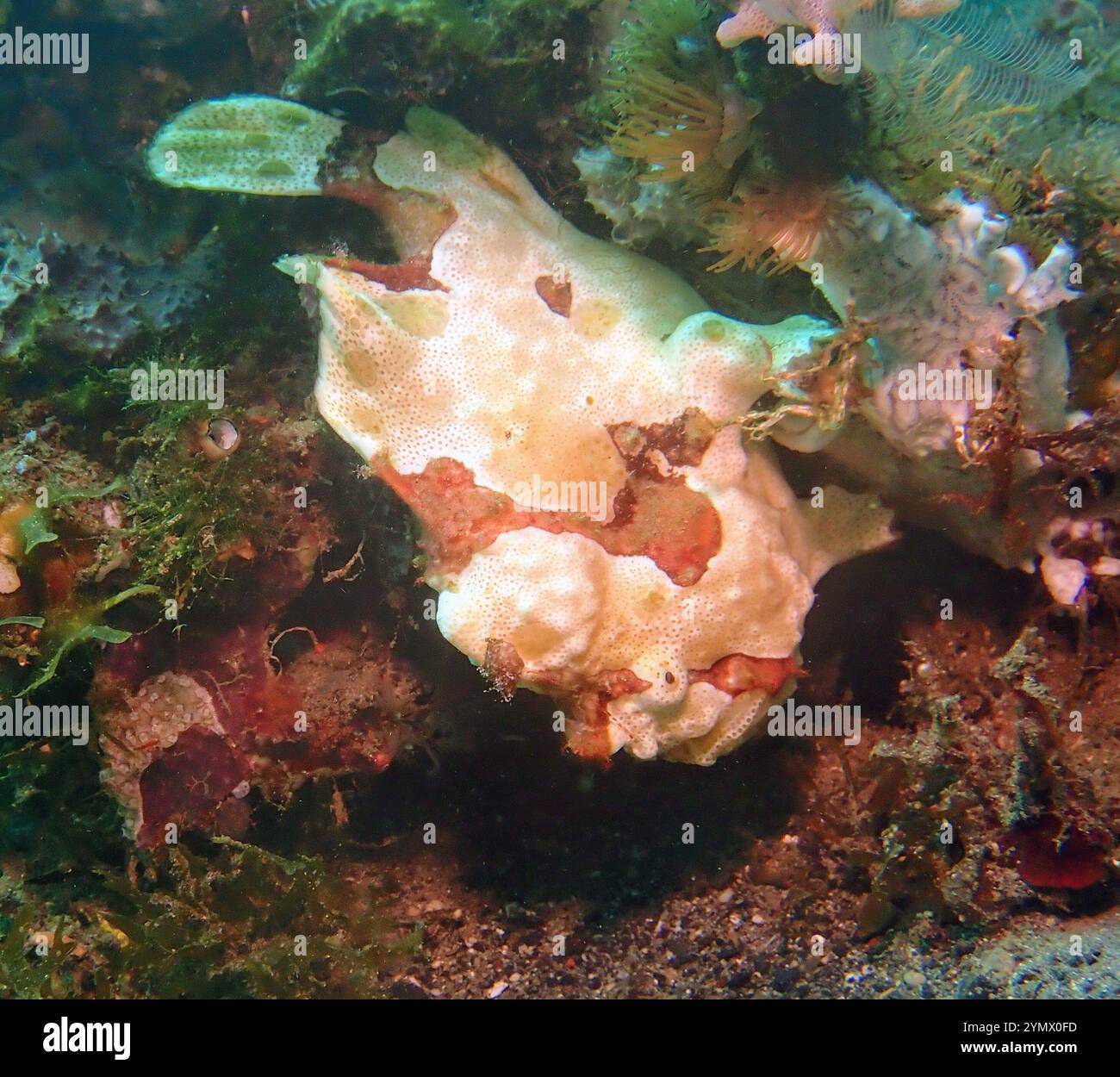 Frogfish, Deep Sea Exploration 2025. Frogfishes are any member of the ...