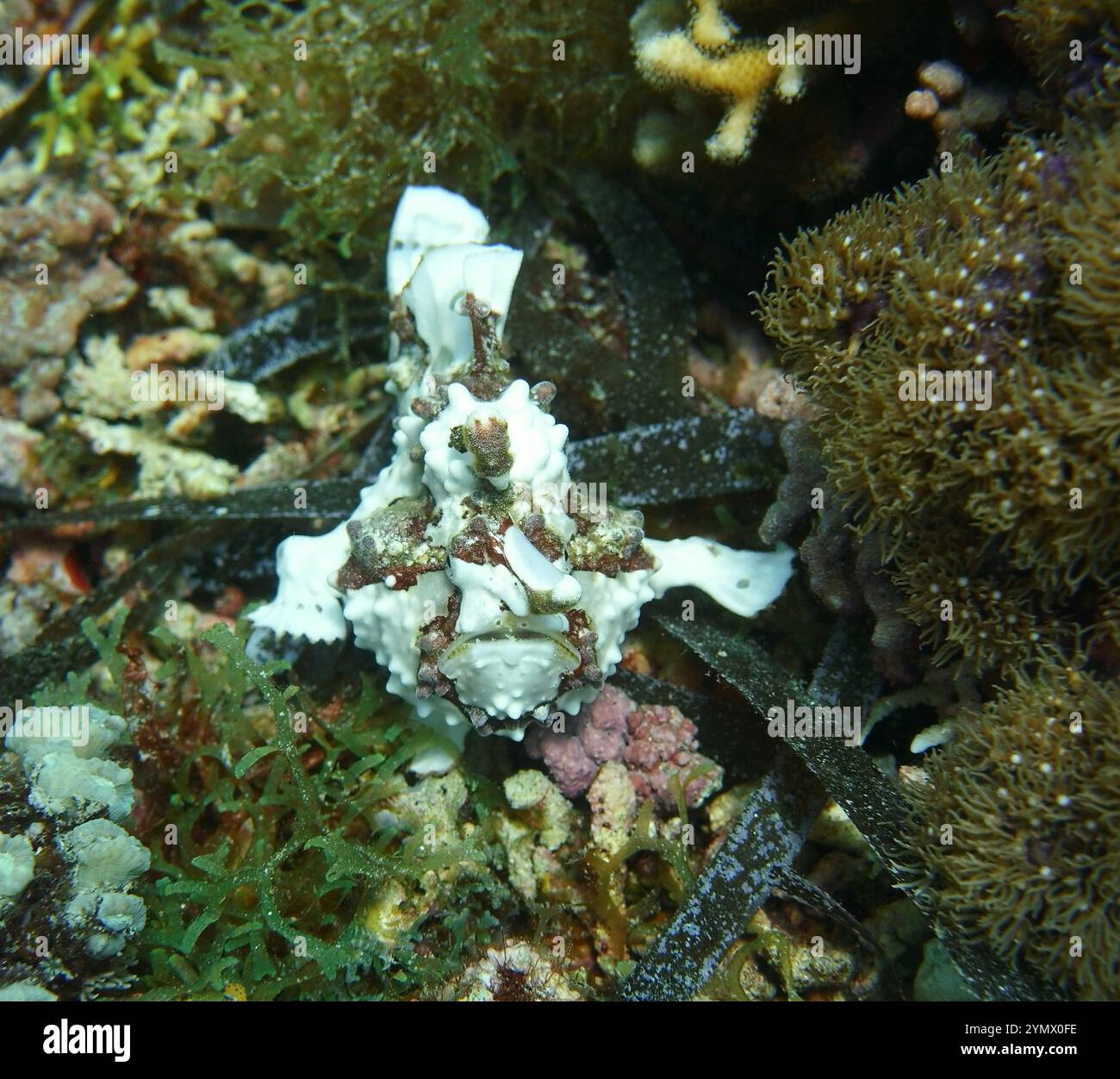 Anglerfish deep sea hi-res stock photography and images - Alamy