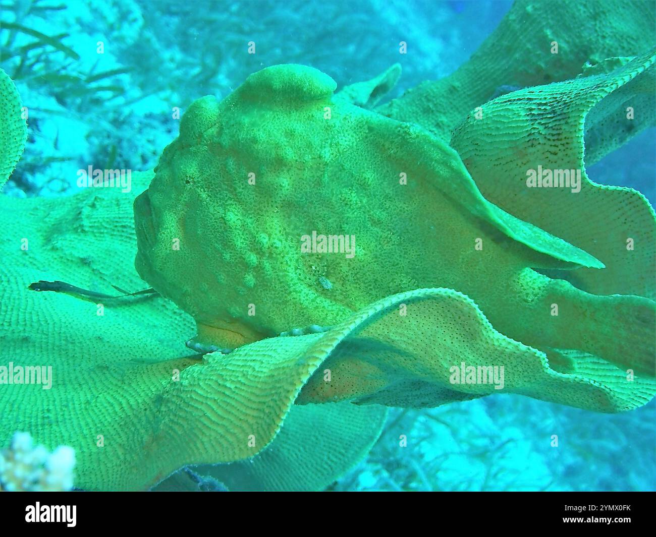 Frogfish, Deep Sea Exploration 2025. Frogfishes are any member of the ...