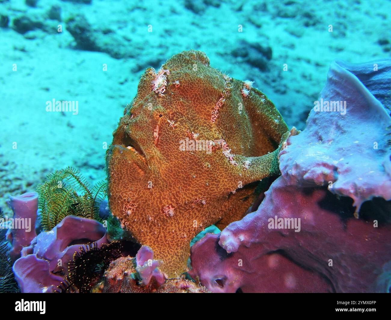 Anglerfish deep sea hi-res stock photography and images - Alamy