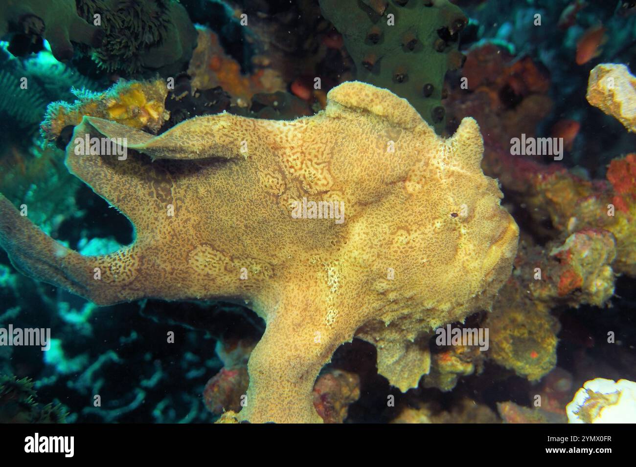 Frogfish, Deep Sea Exploration 2025. Frogfishes are any member of the ...
