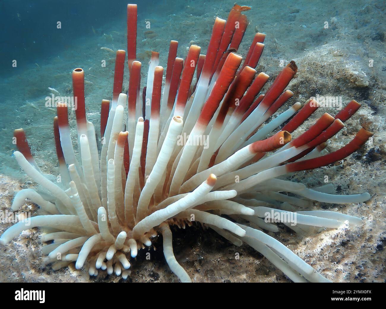 Giant Tube Worms Riftia pachyptila Siboglinidae in Hydrothermal vent ...