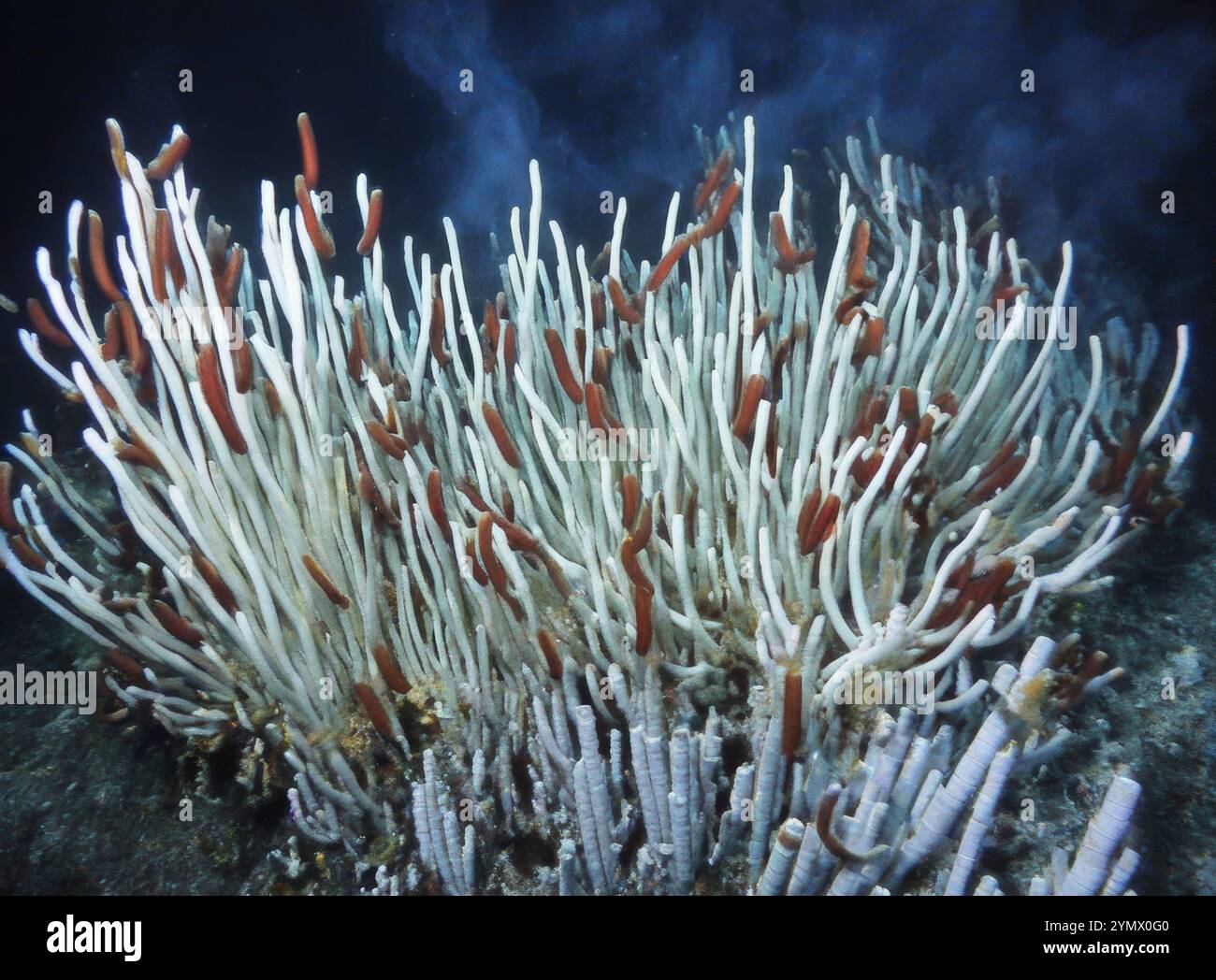Giant Tube Worms Riftia pachyptila Siboglinidae in Hydrothermal vent ...