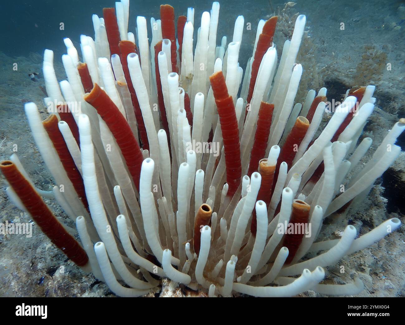 Giant Tube Worms Riftia pachyptila Siboglinidae in Hydrothermal vent ...