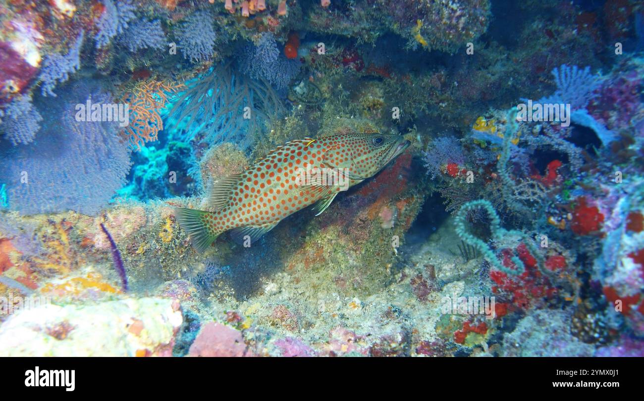Grouper Fish, Grouper saltwater fish Deep Sea Exploration 2025 ...