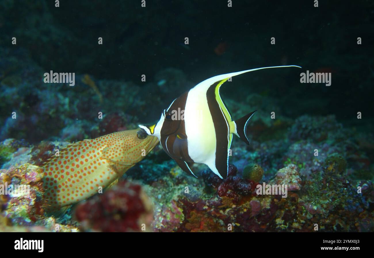 Grouper Fish, Grouper saltwater fish Deep Sea Exploration 2025 ...