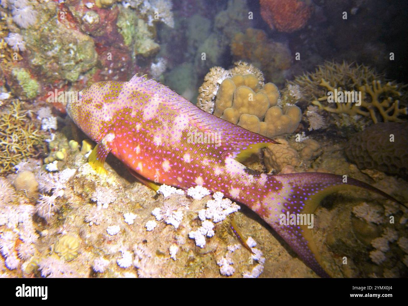 Grouper Fish, Grouper saltwater fish Deep Sea Exploration 2025 ...