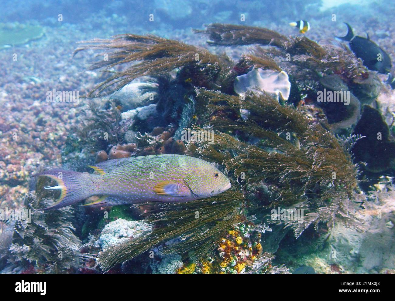 Grouper Fish, Grouper saltwater fish Deep Sea Exploration 2025 ...