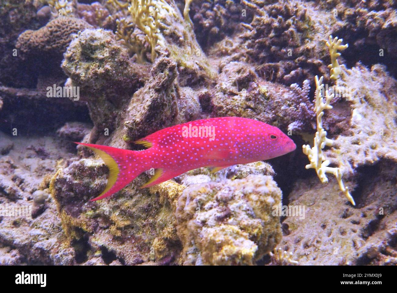 Grouper Fish, Grouper saltwater fish Deep Sea Exploration 2025 ...