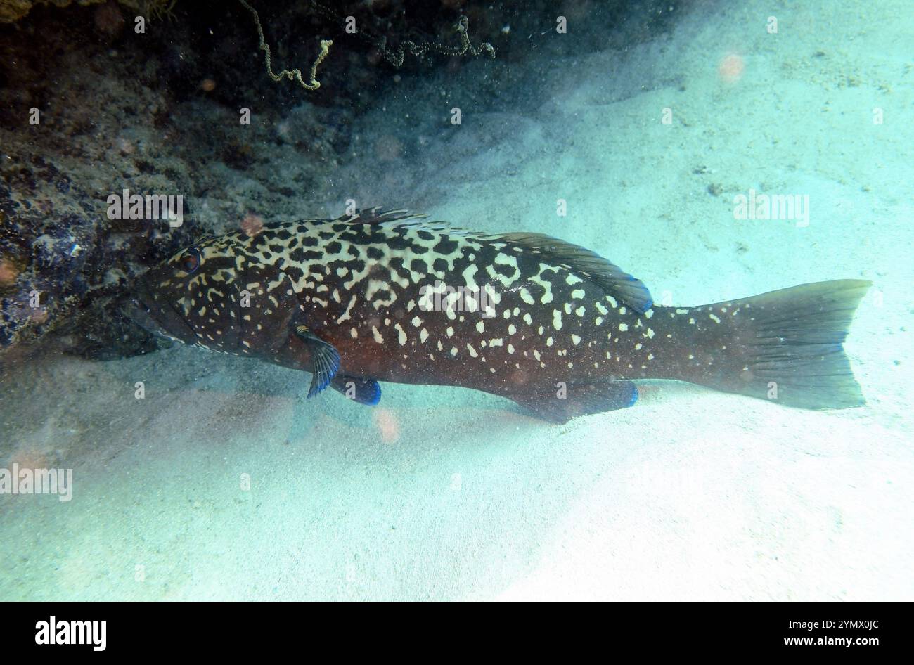 Grouper Fish, Grouper saltwater fish Deep Sea Exploration 2025 ...