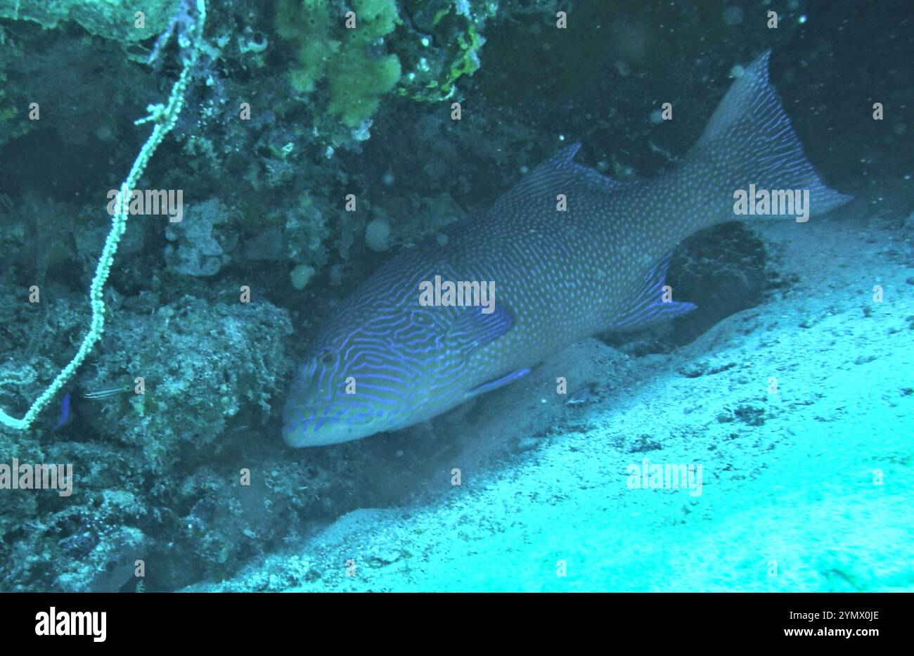 Grouper Fish, Grouper saltwater fish Deep Sea Exploration 2025 ...