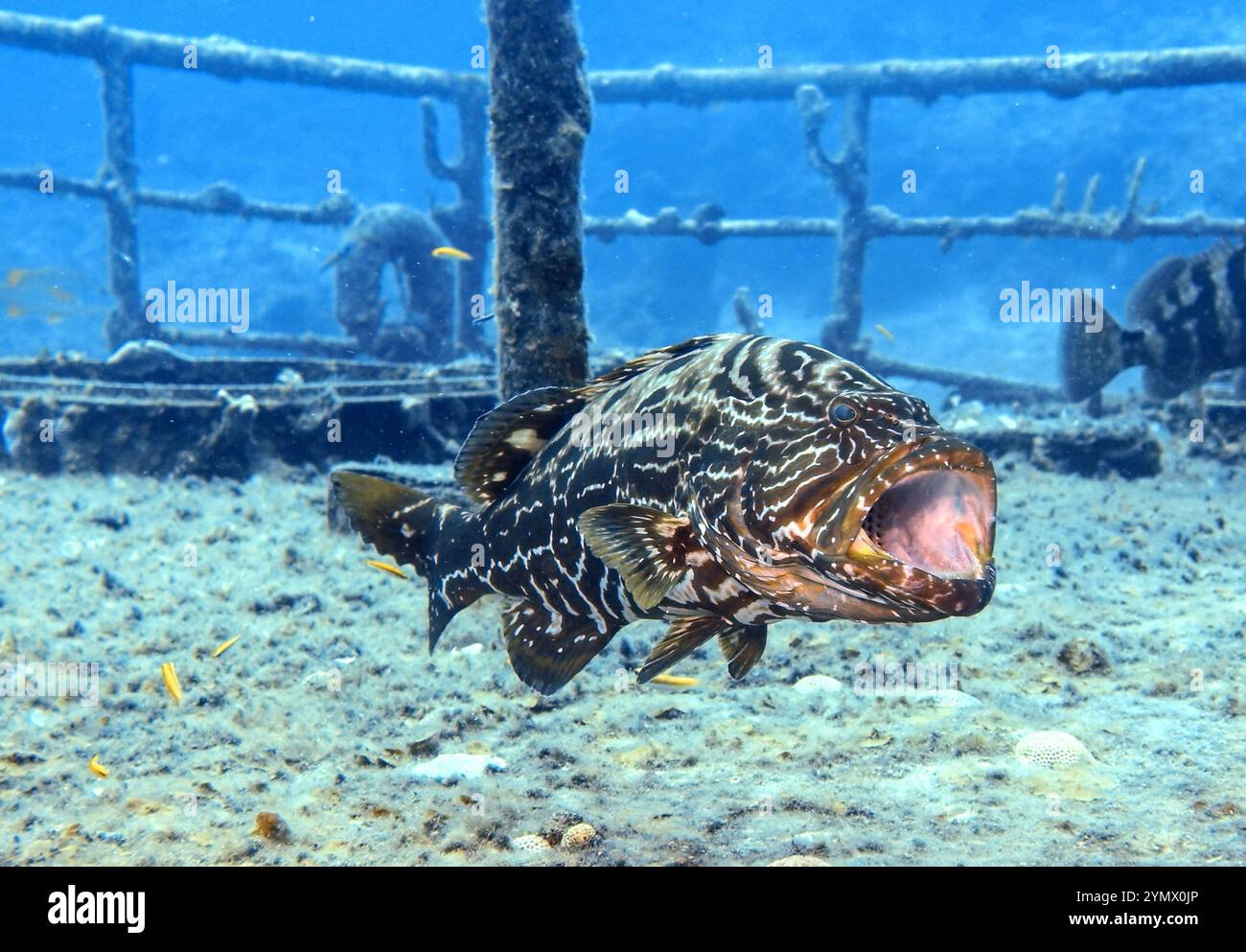Grouper Fish, Grouper saltwater fish Deep Sea Exploration 2025. Groupers are saltwater fish in ...