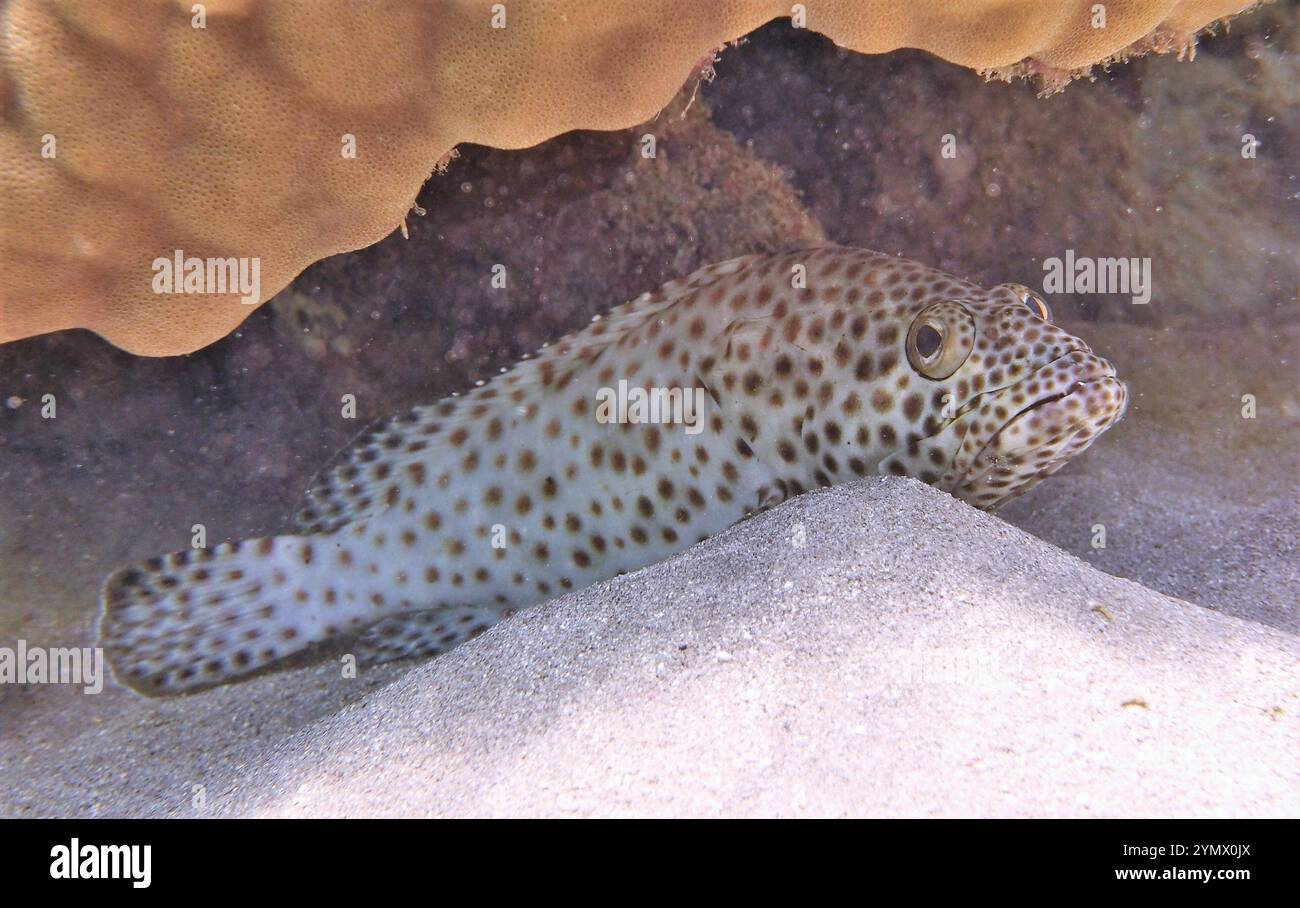 Grouper Fish, Grouper saltwater fish Deep Sea Exploration 2025 ...