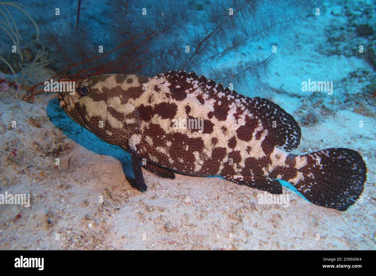 Grouper Fish, Grouper saltwater fish Deep Sea Exploration 2025 ...