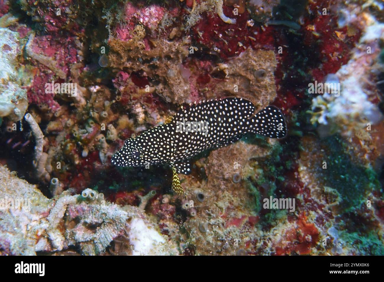 Grouper Fish, Grouper saltwater fish Deep Sea Exploration 2025 ...