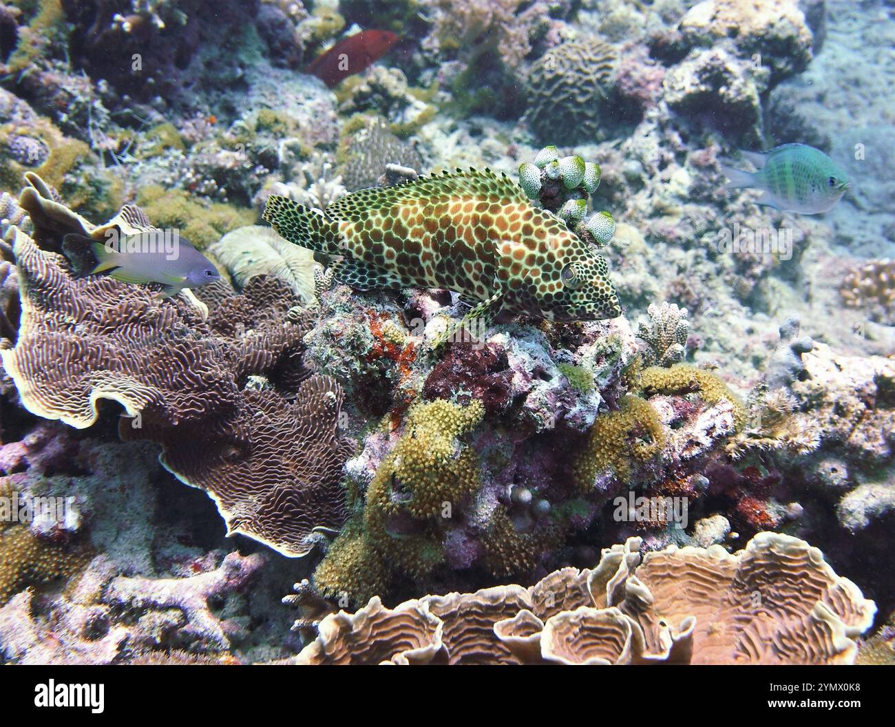 Grouper Fish, Grouper saltwater fish Deep Sea Exploration 2025 ...