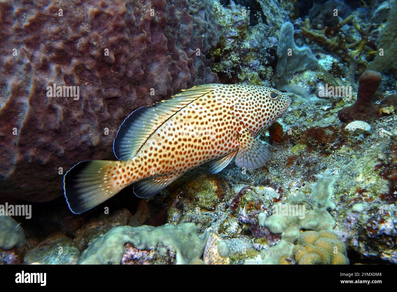 Grouper Fish, Grouper saltwater fish Deep Sea Exploration 2025. Groupers are saltwater fish in ...