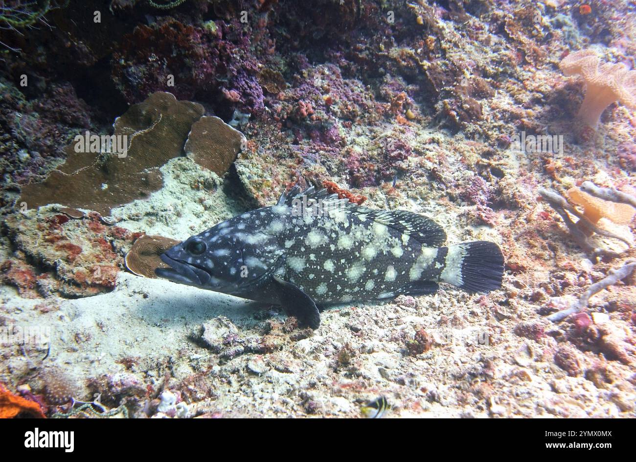 Grouper Fish, Grouper saltwater fish Deep Sea Exploration 2025 ...