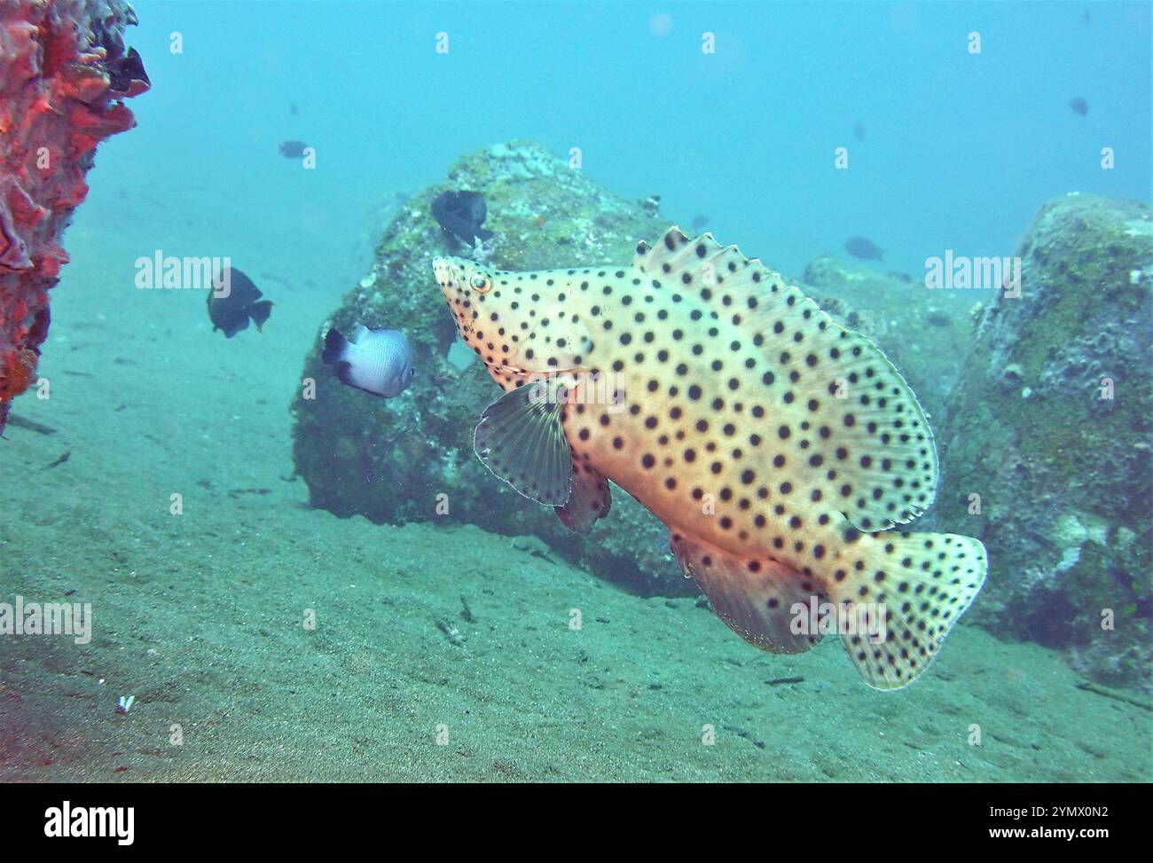 Grouper Fish, Grouper saltwater fish Deep Sea Exploration 2025. Groupers are saltwater fish in ...