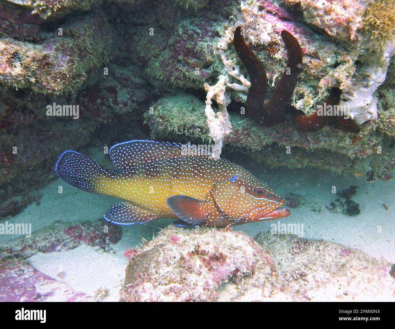 Grouper Fish, Grouper saltwater fish Deep Sea Exploration 2025 ...