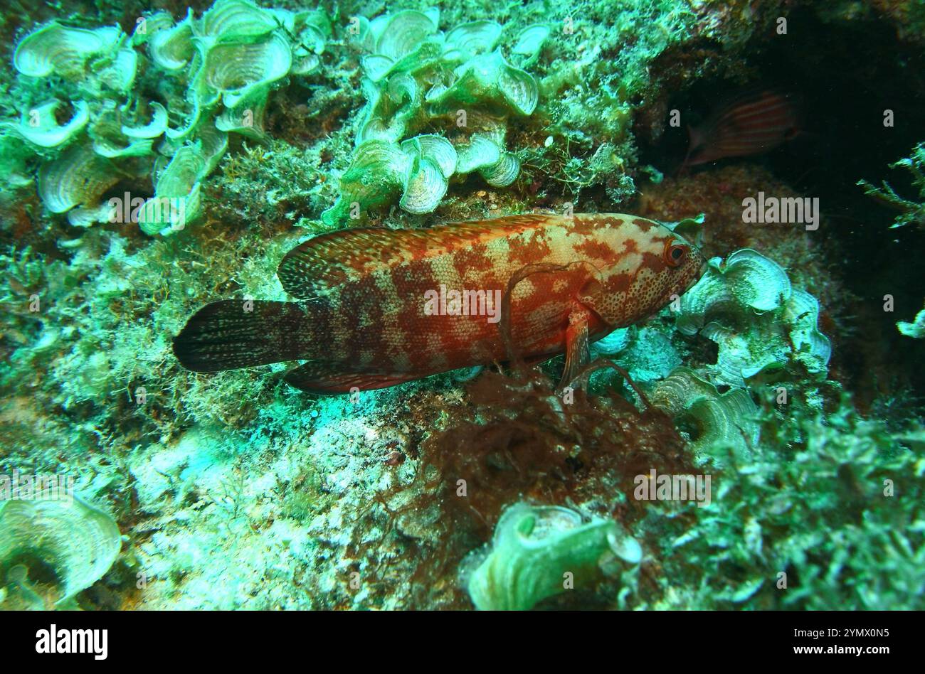Grouper Fish, Grouper saltwater fish Deep Sea Exploration 2025 ...