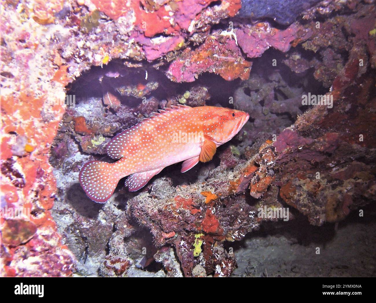 Grouper Fish, Grouper saltwater fish Deep Sea Exploration 2025 ...