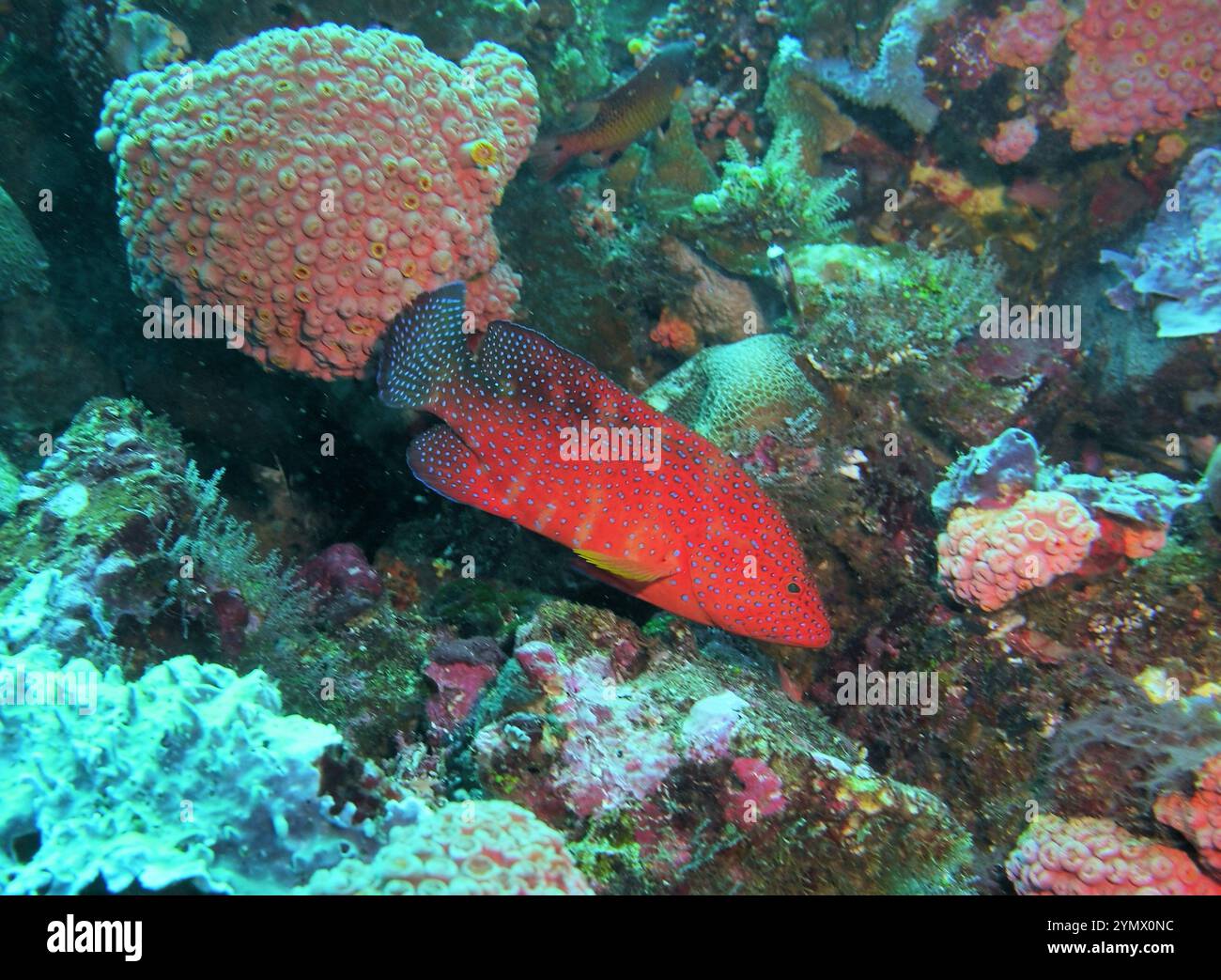 Grouper Fish, Grouper saltwater fish Deep Sea Exploration 2025 ...