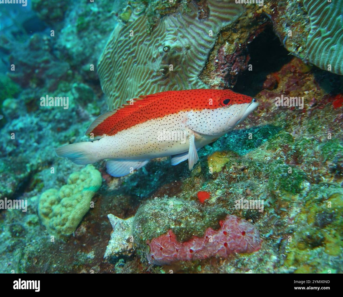 Grouper Fish, Grouper saltwater fish Deep Sea Exploration 2025 ...