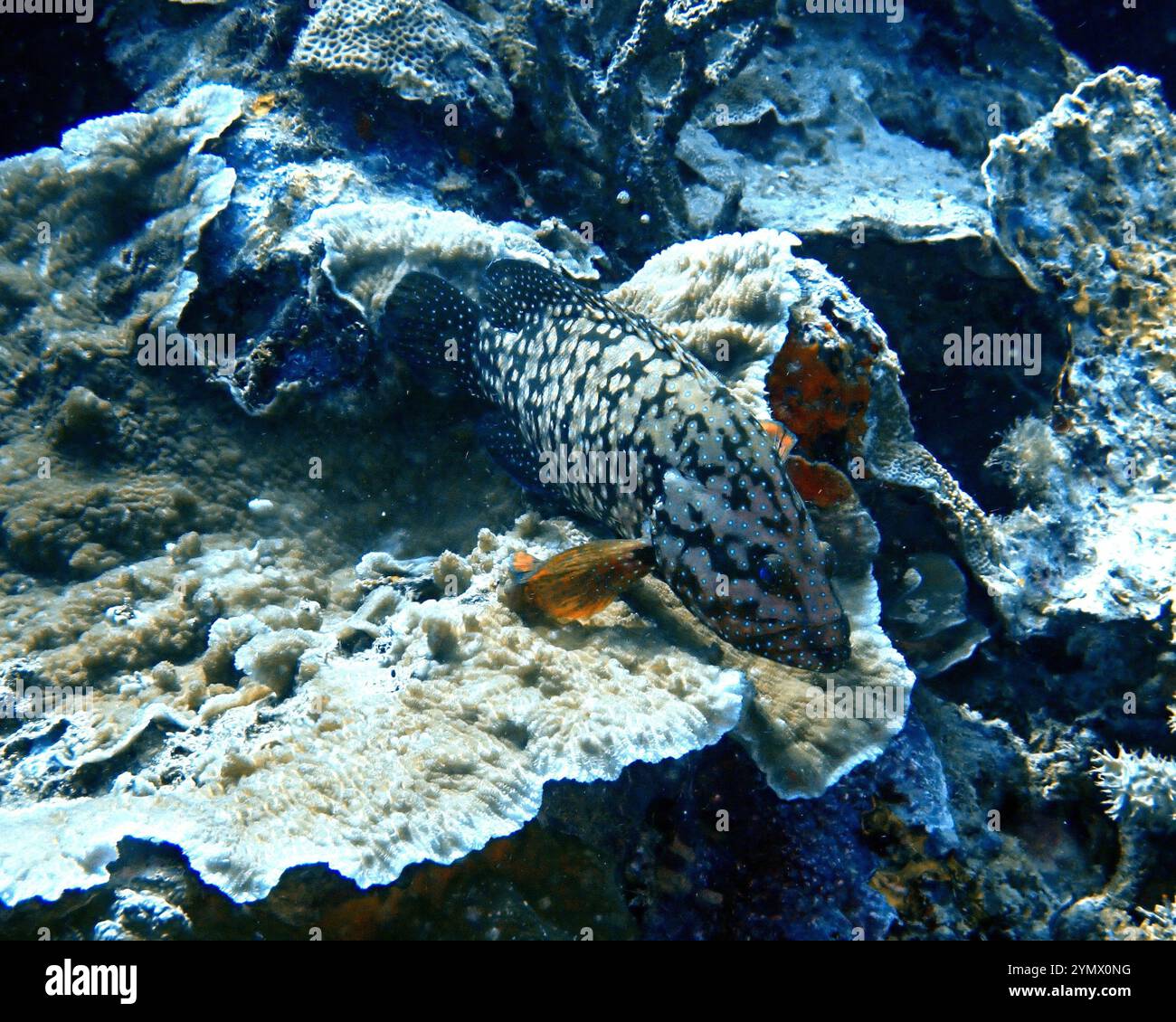 Grouper Fish, Grouper saltwater fish Deep Sea Exploration 2025 ...