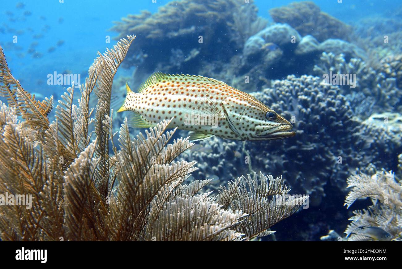 Grouper Fish, Grouper saltwater fish Deep Sea Exploration 2025 ...