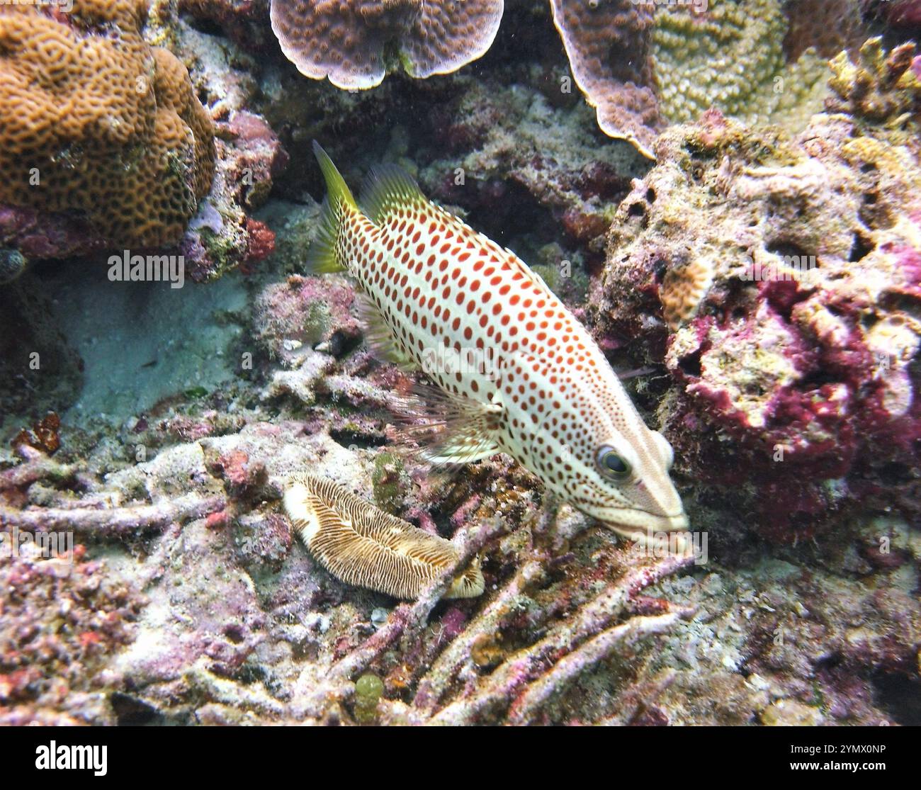 Grouper Fish, Grouper saltwater fish Deep Sea Exploration 2025 ...