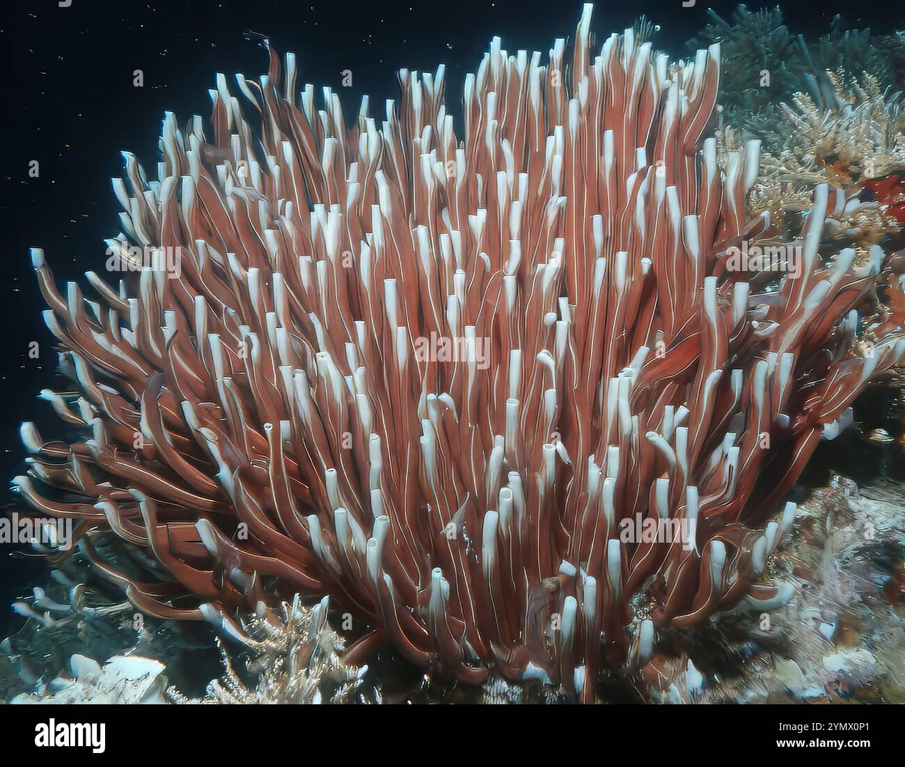 Giant Tube Worms Riftia pachyptila Siboglinidae in Hydrothermal vent ...