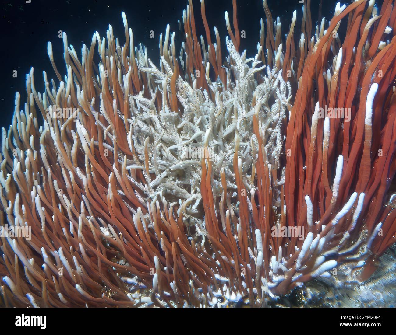 Giant Tube Worm, Riftia pachyptila in Deep Sea Hydrothermal Vents Mid ...