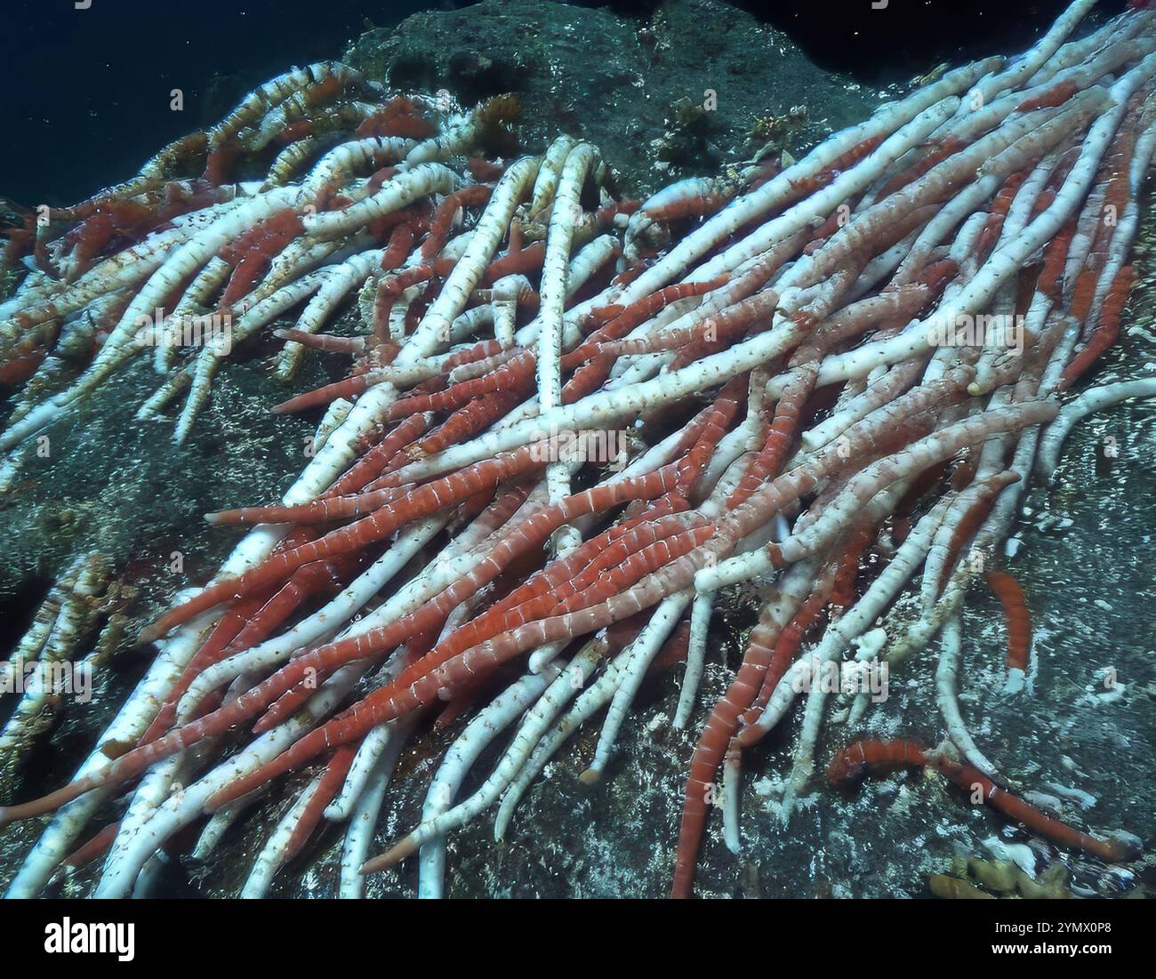 Giant Tube Worm, Riftia pachyptila in Deep Sea Hydrothermal Vents Mid ...