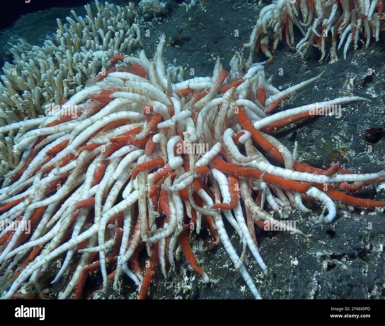 Giant Tube Worms Riftia pachyptila Siboglinidae in Hydrothermal vent ...