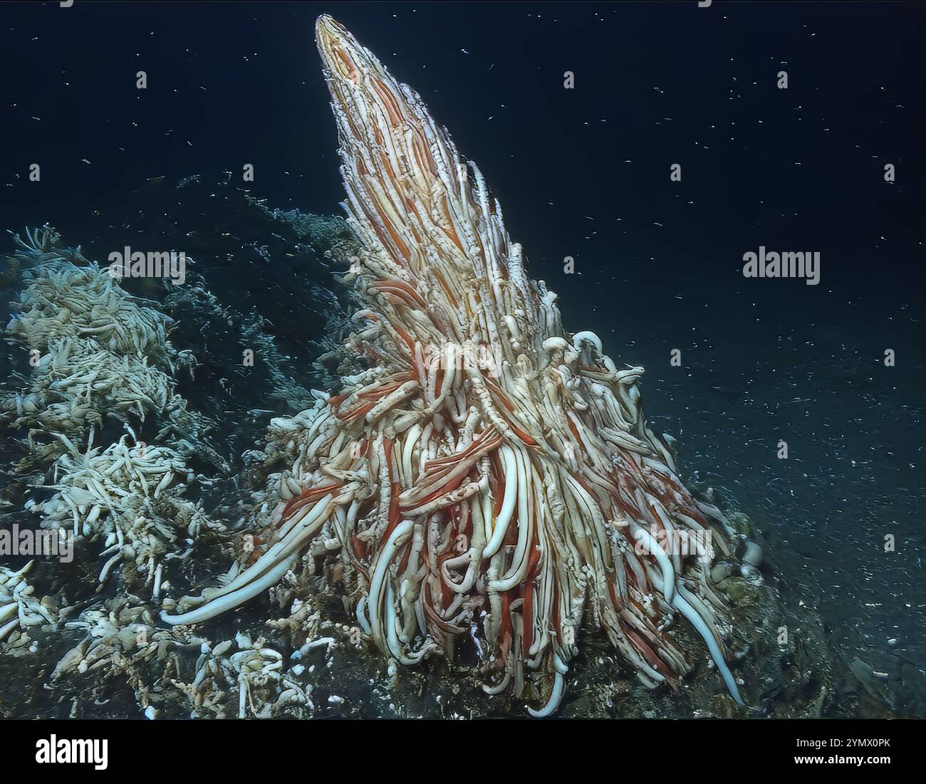 Giant Tube Worm, Riftia pachyptila in Deep Sea Hydrothermal Vents Mid ...