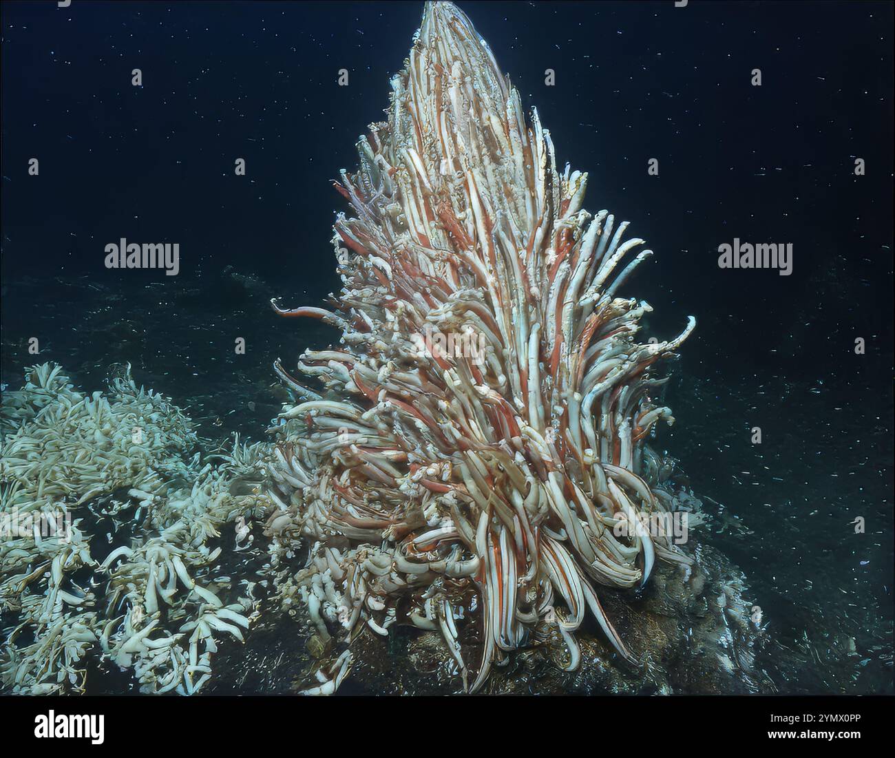 Giant Tube Worms Riftia pachyptila Siboglinidae in Hydrothermal vent ...