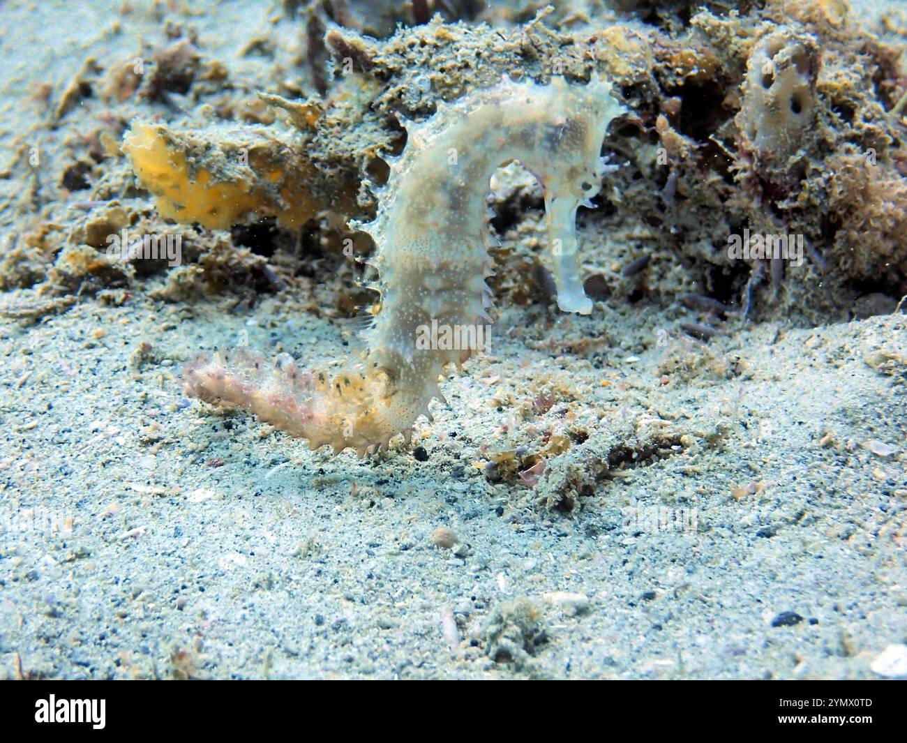 Seahorses, Hippocampe Deep Sea Exploration 2025. A seahorse is any of ...
