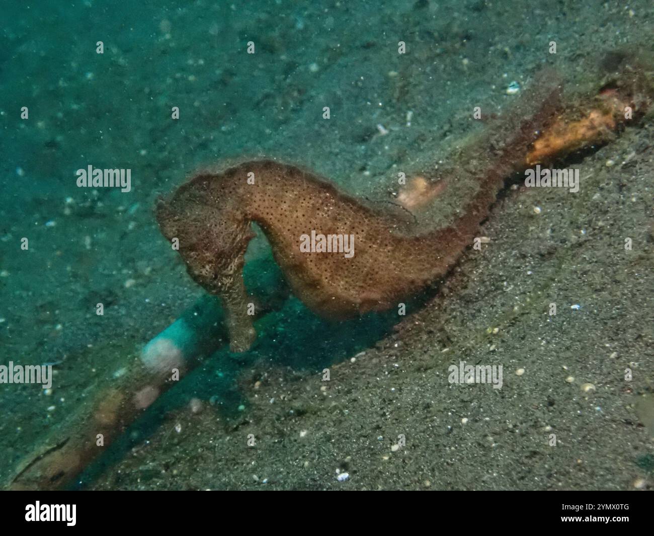 Seahorses, Hippocampe Deep Sea Exploration 2025. A seahorse is any of ...