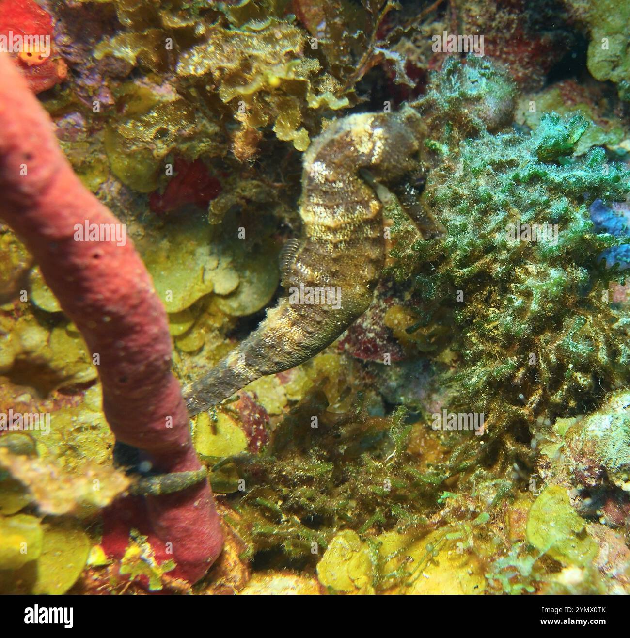 Seahorses, Hippocampe Deep Sea Exploration 2025. A seahorse is any of ...