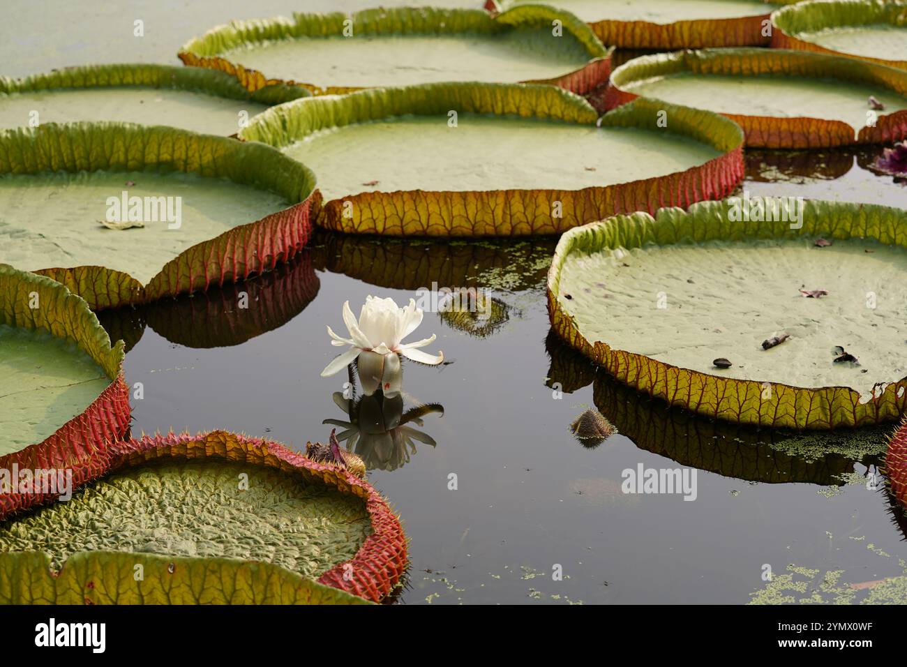 The world’s largest water lily, Victoria amazonica, blooms at Kolkata’s ...