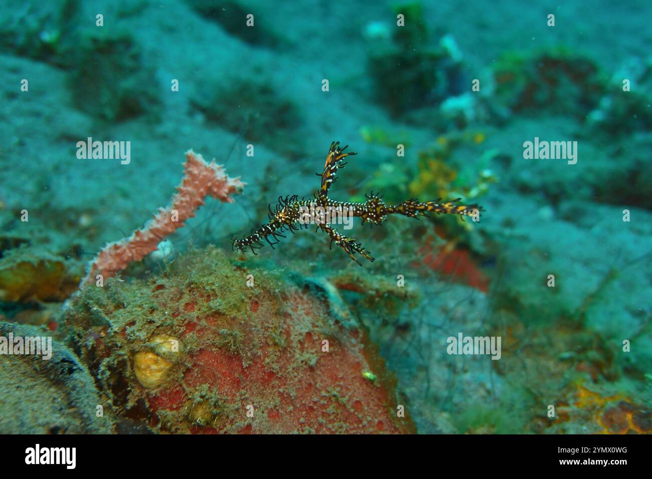Seahorses, Hippocampe Deep Sea Exploration 2025. A seahorse is any of ...